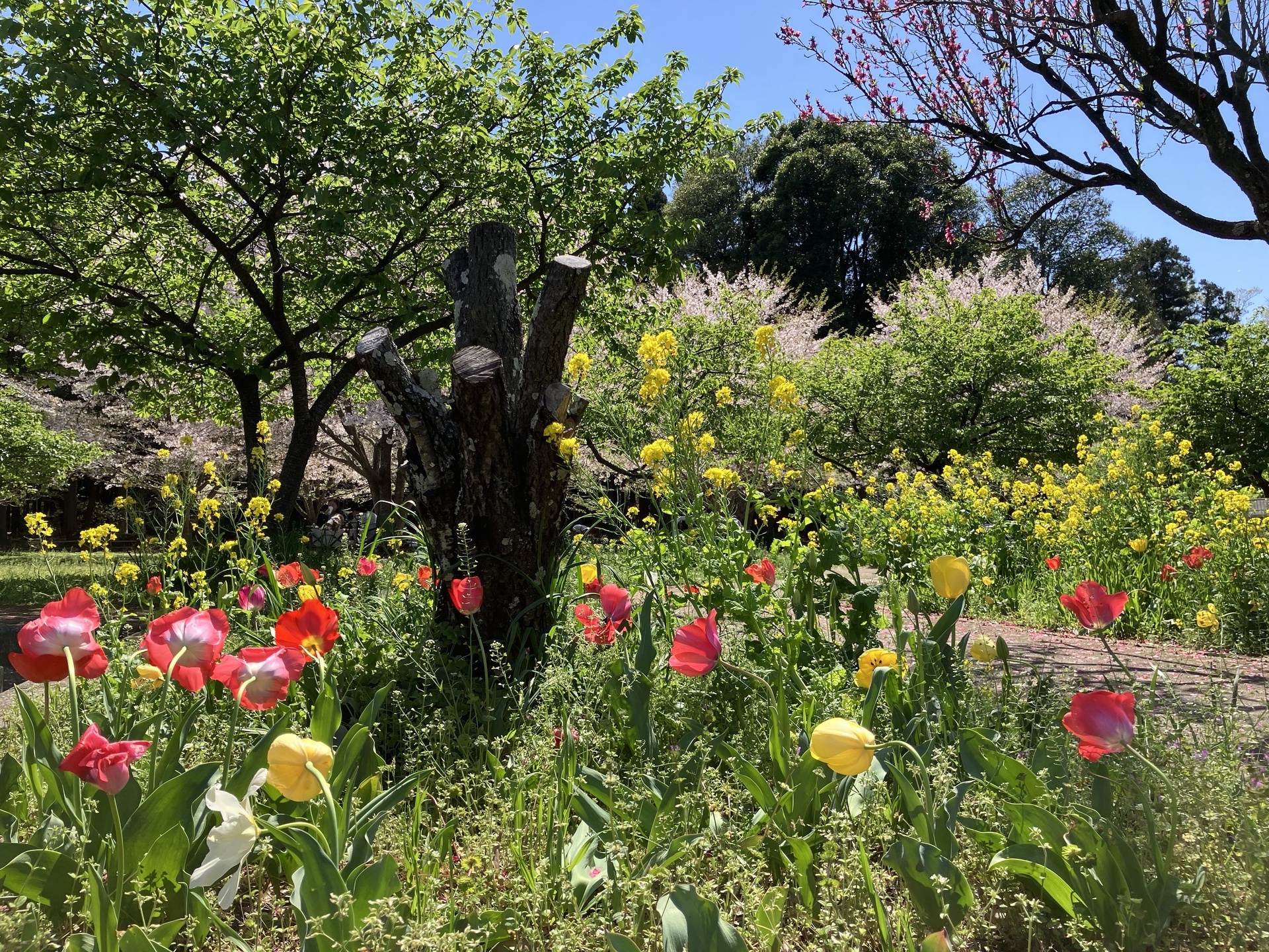 青空と太陽と花々と : 晴耕＆ウォーキングなど in柏