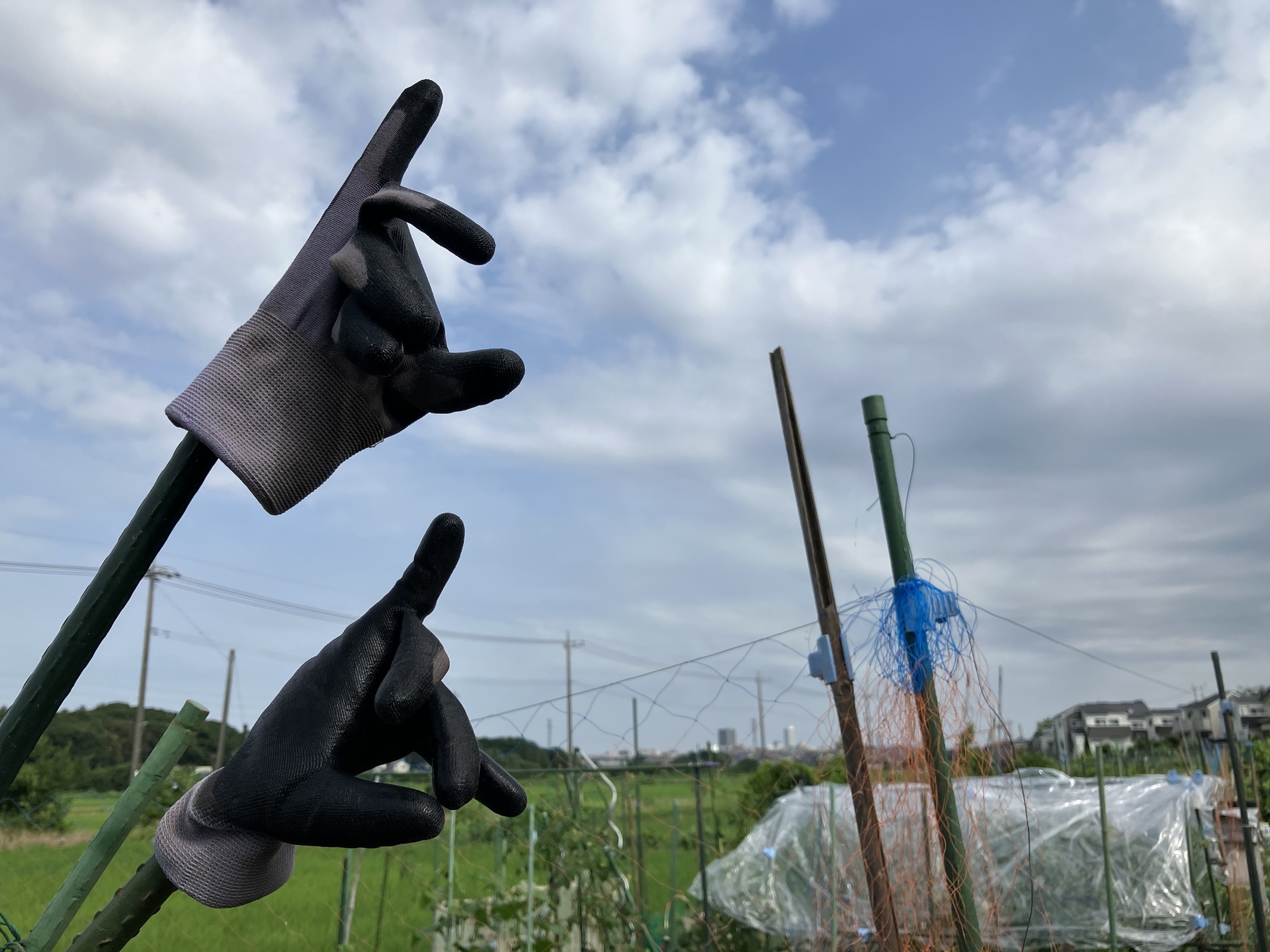 文字通りの悲鳴＆嬉しい悲鳴: 晴耕＆ウォーキングなど in柏